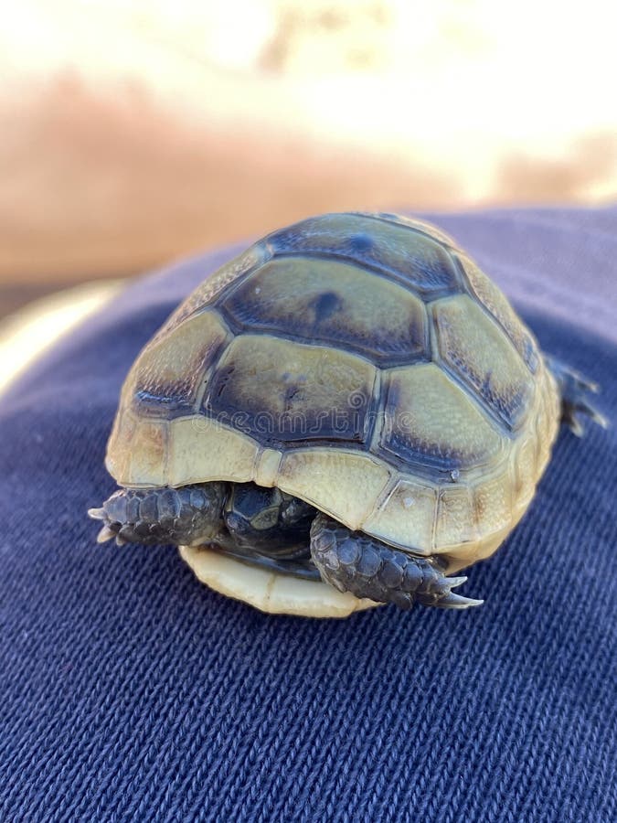 Vertical Shot of a Turtle Hiding in Its Shell Stock Photo - Image of ...