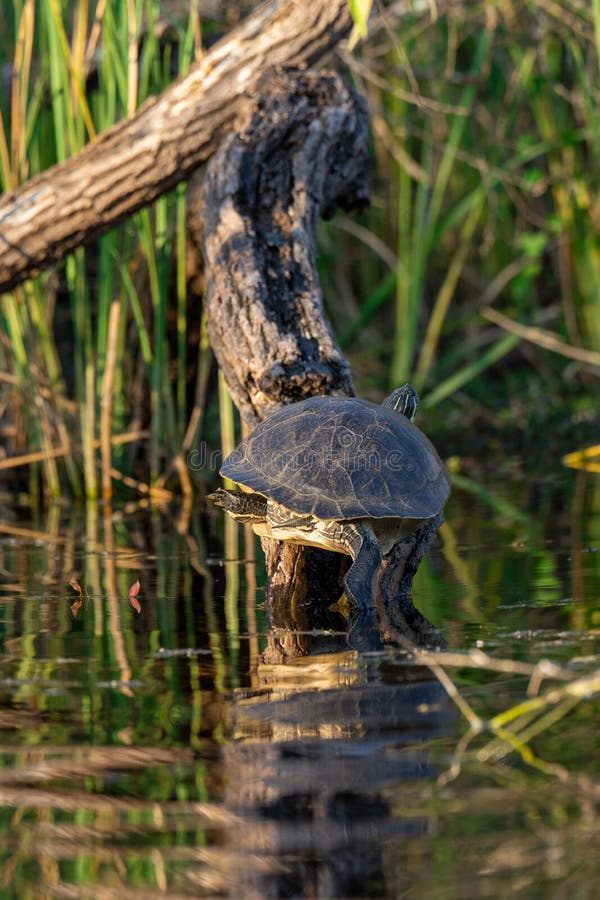 Vertical Shot of a Turtle on a Tree Log in a River Stock Image - Image ...
