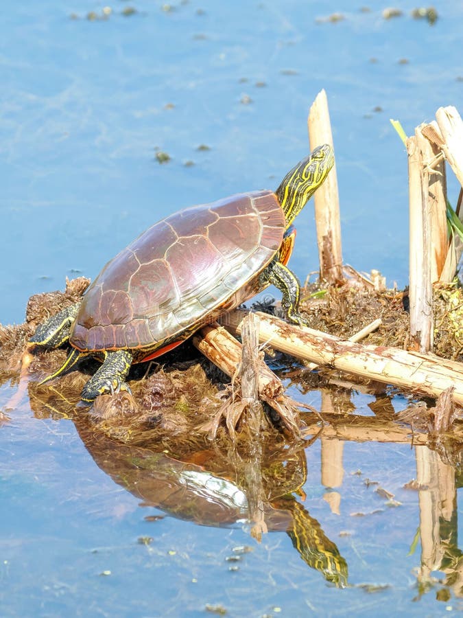 A Vertical Shot of a Turtle on the Weeds in Water Stock Image - Image ...