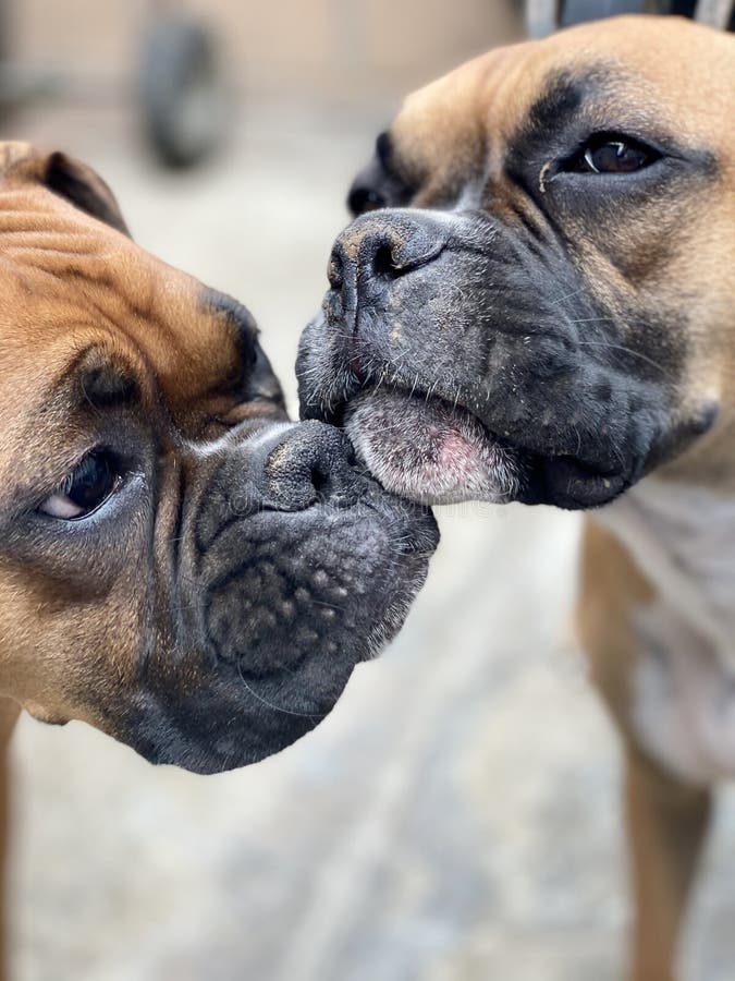 Vertical Shot of Two Adorable Boxer Dogs Stock Photo - Image of mammal ...