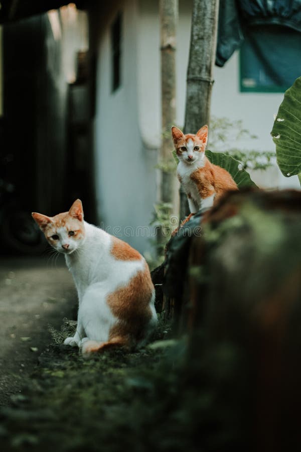 Vertical Shot of Two Adorable Ginger Cats Looking into the Camera Stock ...