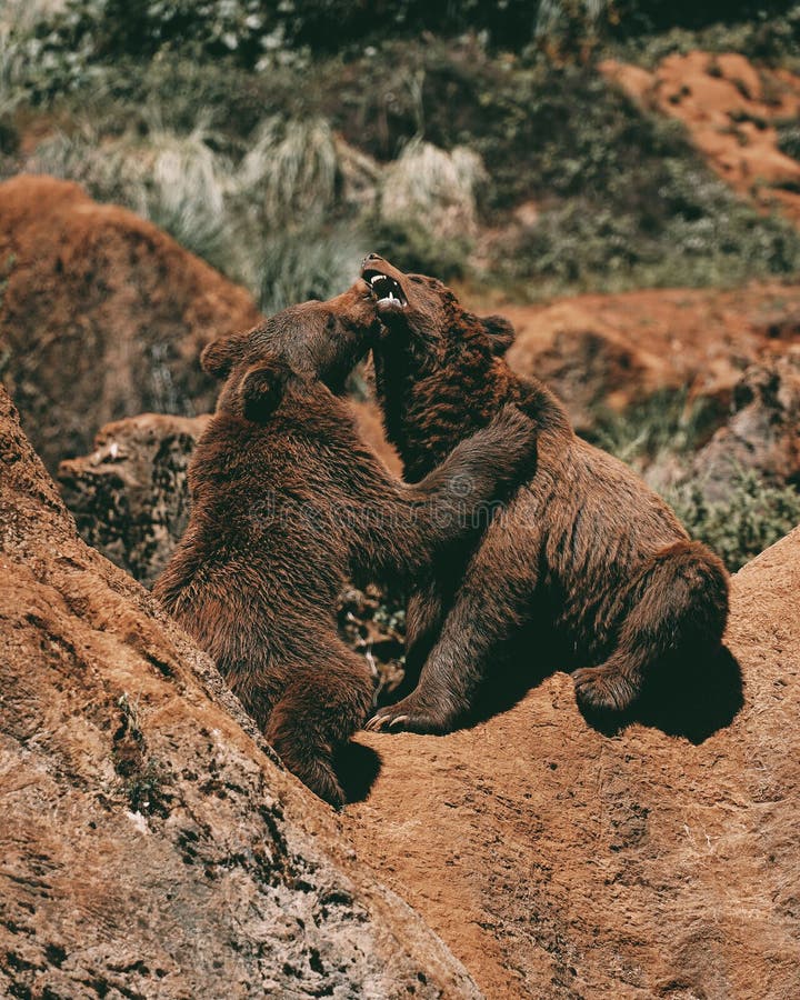 Two Brown Bears Swimming in a Lake in a Bear Sanctuary in Arosa ...