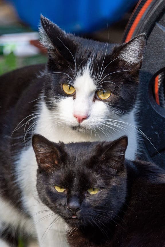 Vertical Shot of Two Cats Outdoors Stock Photo - Image of face ...
