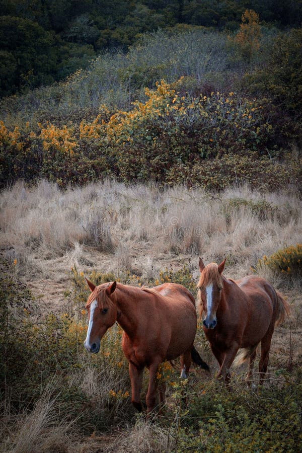 Vertical Shot of Two Chestnut Horses Walking in the Meadow. Stock Image ...