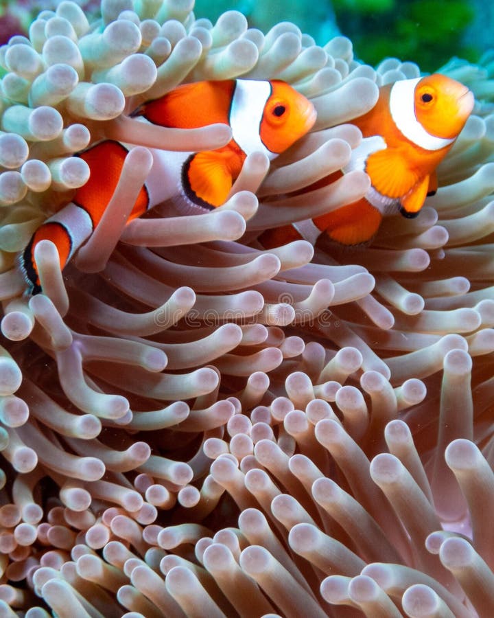 Clown fish couple stock image. Image of penida, nusa - 107776635
