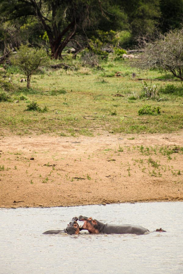 Vertical Shot of Two Common Hippopotamuses Fighting in the Swamp Stock ...