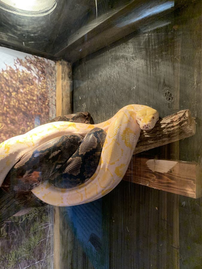 Vertical Shot of Two Different Pythons in a Clear Cage Stock Photo ...