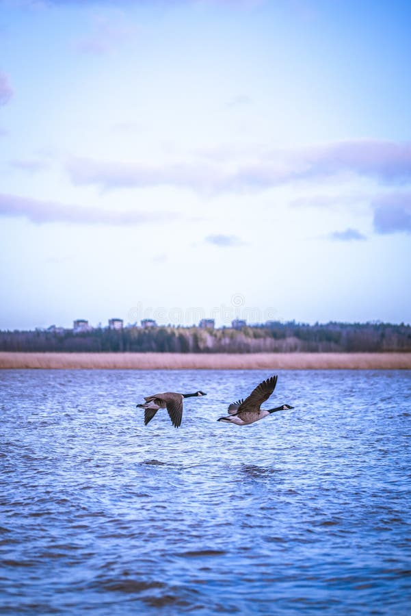 Vertical Shot of Two Flying Geese Above the Clear Lake Under the Blue ...