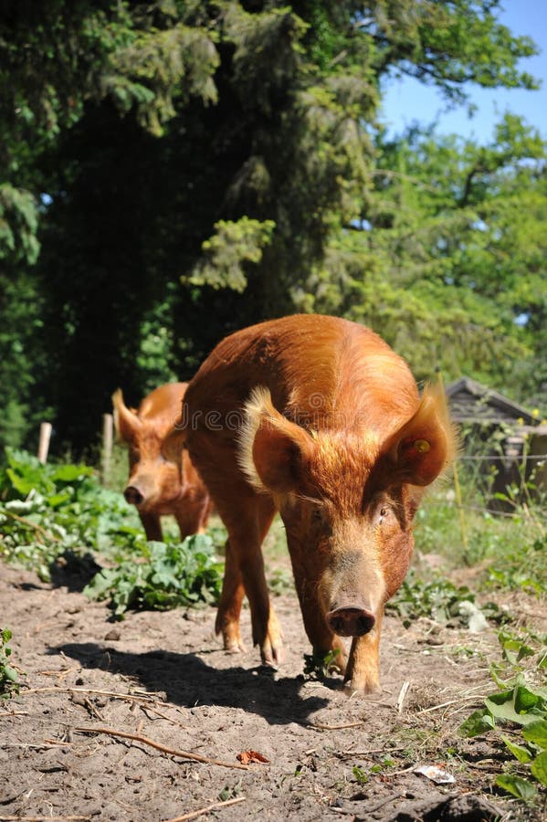 Vertical Shot of Two Ginger Pigs Stock Image - Image of trees, wildlife ...