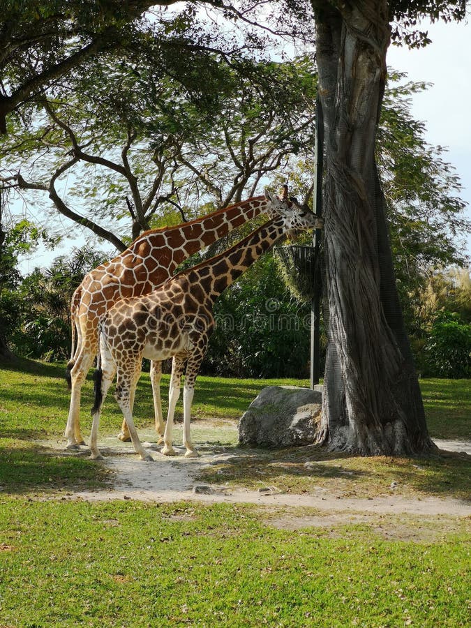 Vertical Shot of Two Giraffes Standing Under the Tree in the Park Stock ...