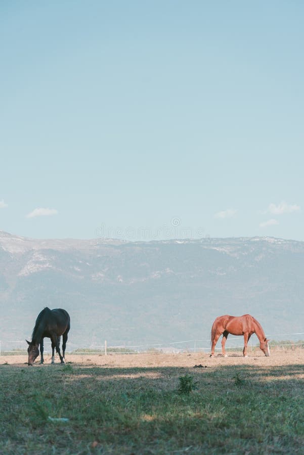 Vertical Shot of Two Horses Grazing on the Pasture with High Mountains ...