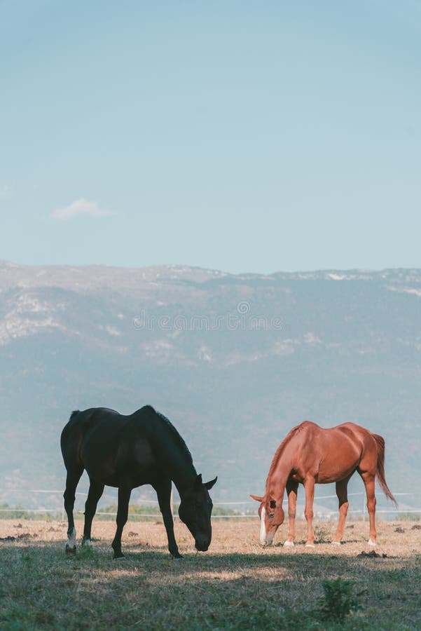 Vertical Shot of Two Horses Grazing on the Pasture with High Mountains ...