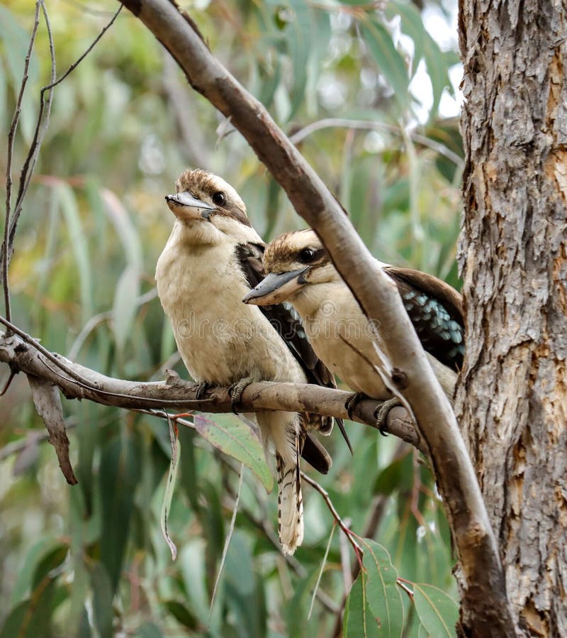 Vertical Shot of Two Kookaburras Perched on a Tree Branch Stock Photo ...