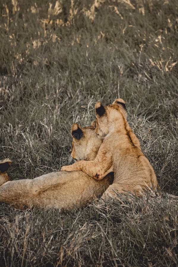 Vertical Shot of Two Lions Cuddling in the Field Stock Photo - Image of ...