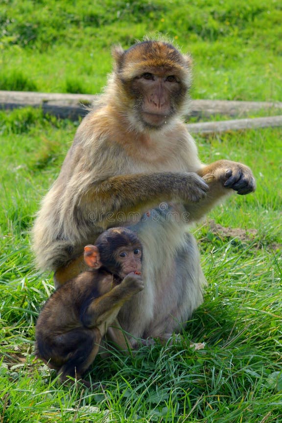 Vertical Shot of Two Monkeys Looking at the Camera Stock Photo - Image ...