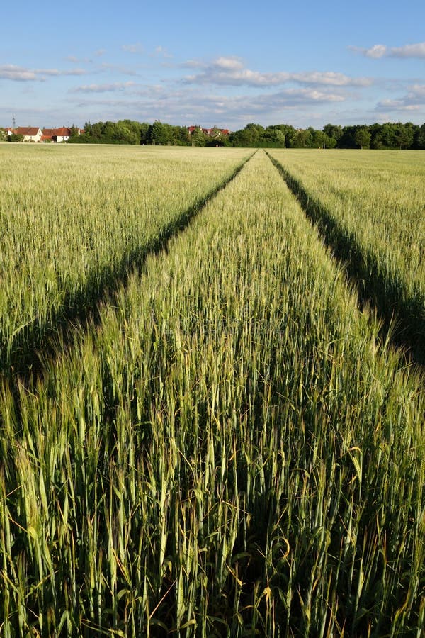 Vertical Shot of Two Parallel Lines in a Green Wheat Field Stock Photo ...