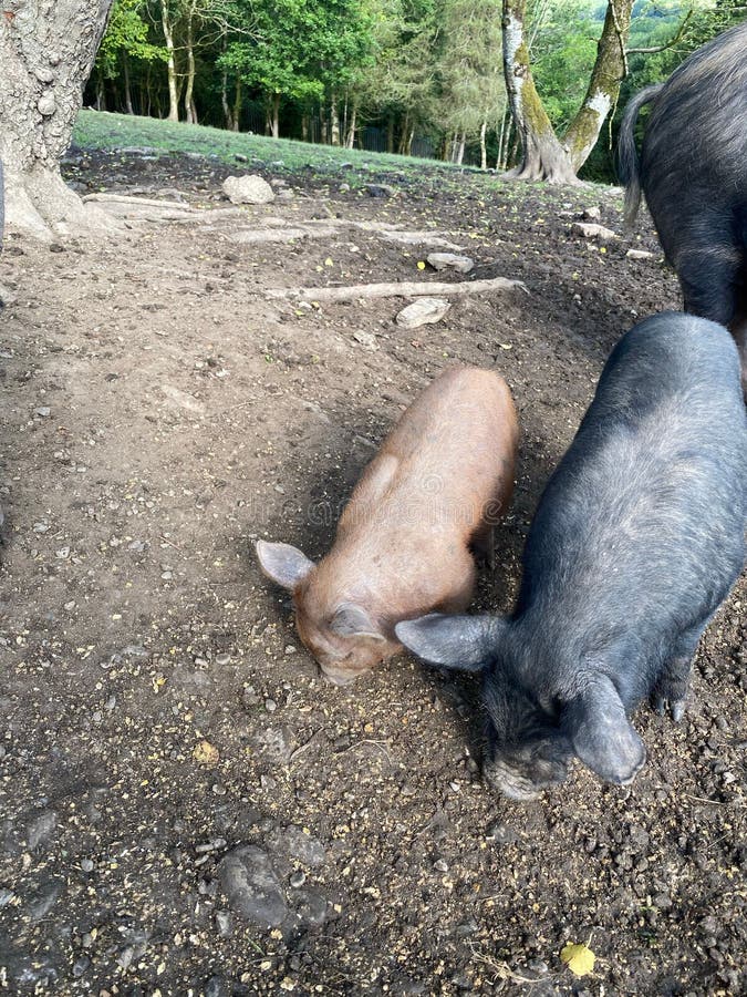 Vertical Shot of Two Pis Eating Food on a Farm Stock Image - Image of ...