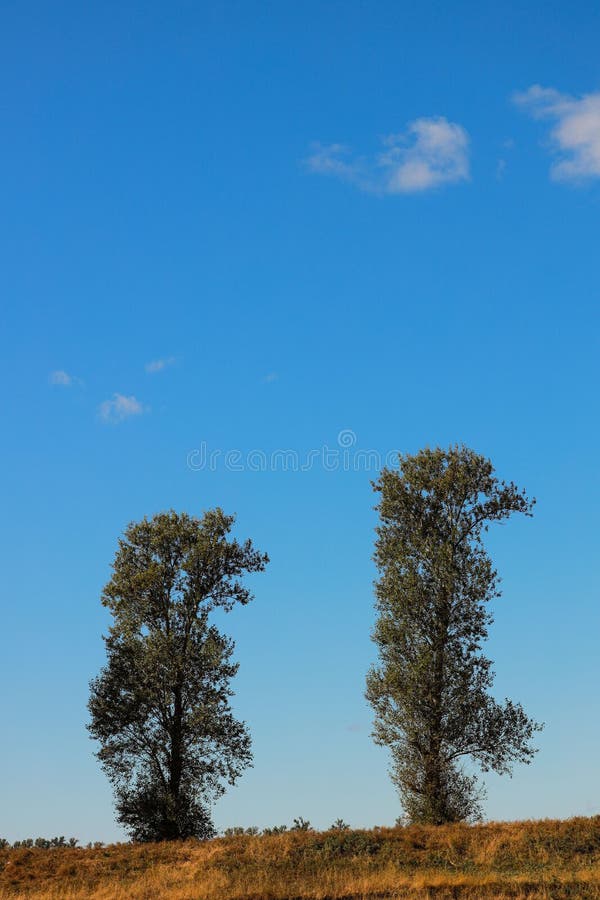 Vertical Shot of Two Poplar Trees in a Field Against the Blue Sky Stock ...
