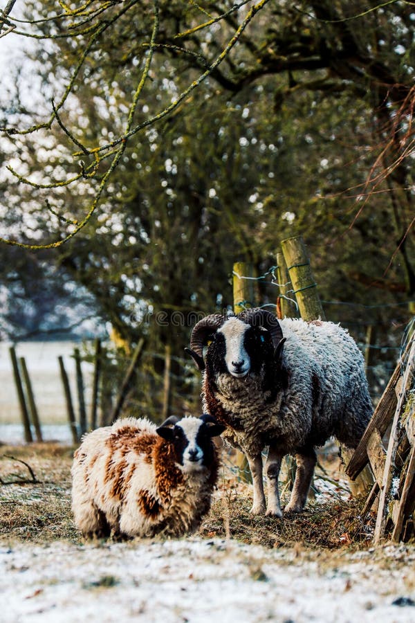Vertical Shot of Two Sheep Looking at the Camera. Stock Photo - Image ...