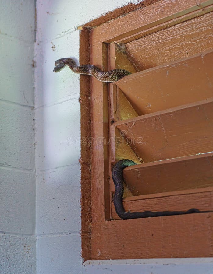 673 Snakes Window Stock Photos - Free & Royalty-Free Stock Photos from ...