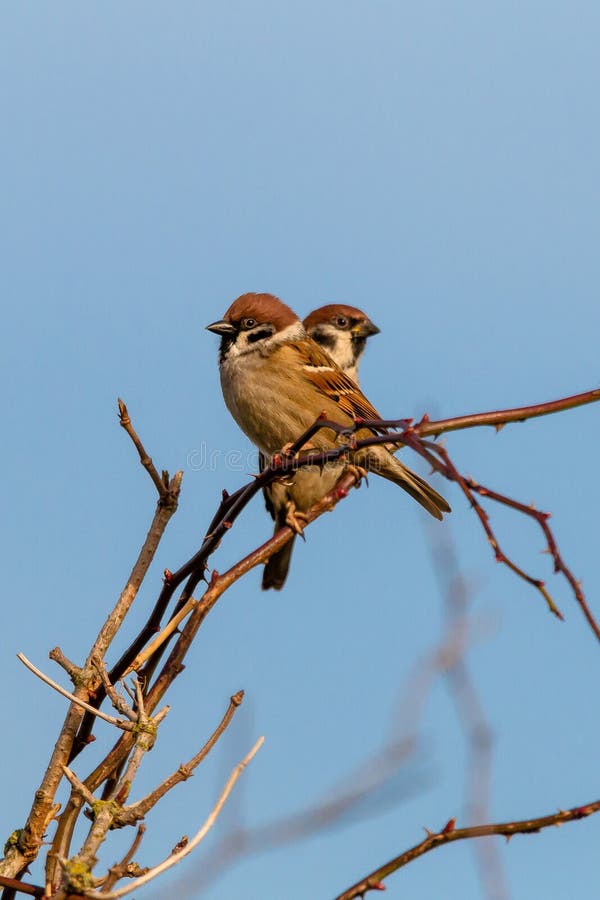 Vertical Shot of Two Sparrows Sitting on a Branch of a Tree and a Blue ...
