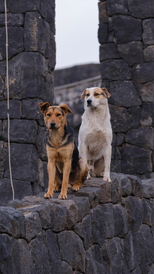 Vertical Shot of Two Stray Dogs Sitting on an Old Stone Building Wall ...