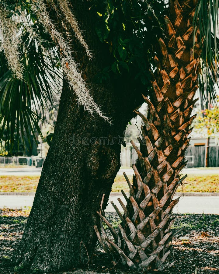 Vertical Shot of Two Types of Trees during Daytime Stock Photo - Image ...