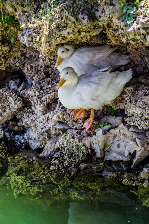 Vertical Shot of Two White Ducks Under the Stone Over the Water Stock ...