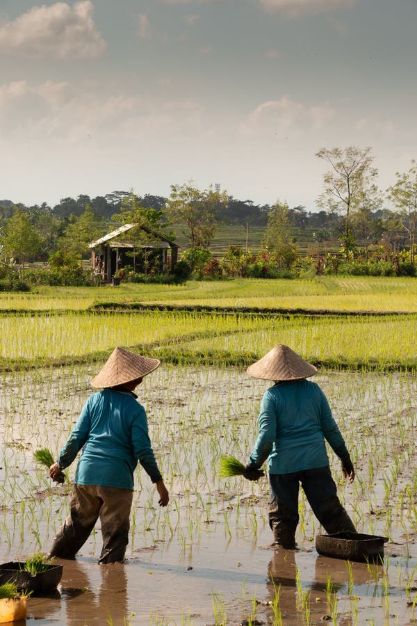 Vertical Shot of Two Workers Planting Rice in a Field in Bali ...