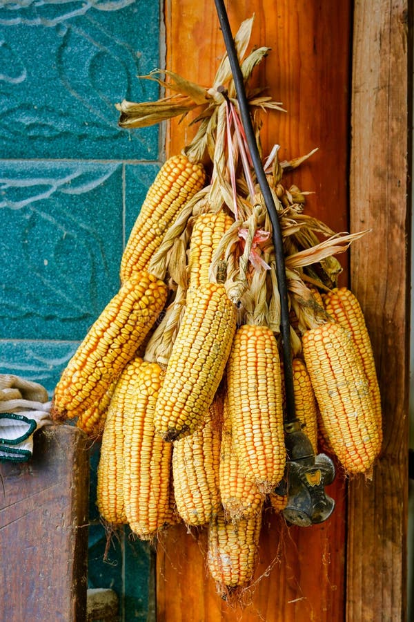 Vertical Shot of Uncooked Corn Hanging on a Wall in Daylight Stock ...