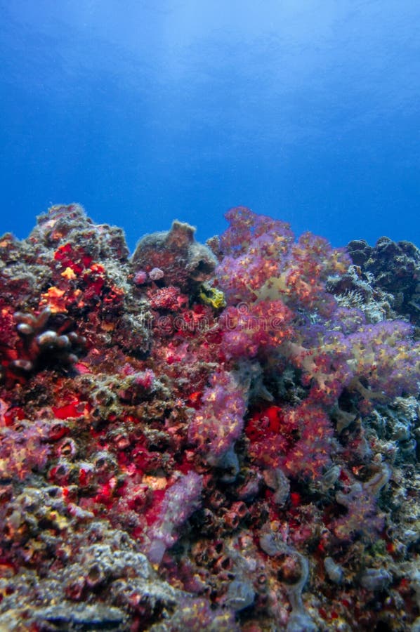 Vertical Shot of Underwater Coral Reefs Stock Image - Image of ocean ...