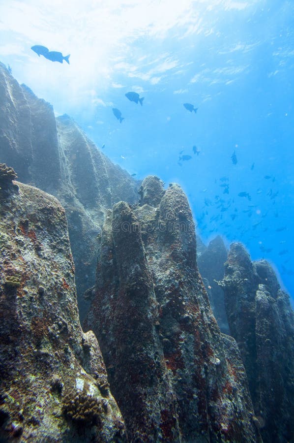 Vertical Shot of Underwater Rocks and Fish Stock Image - Image of ...