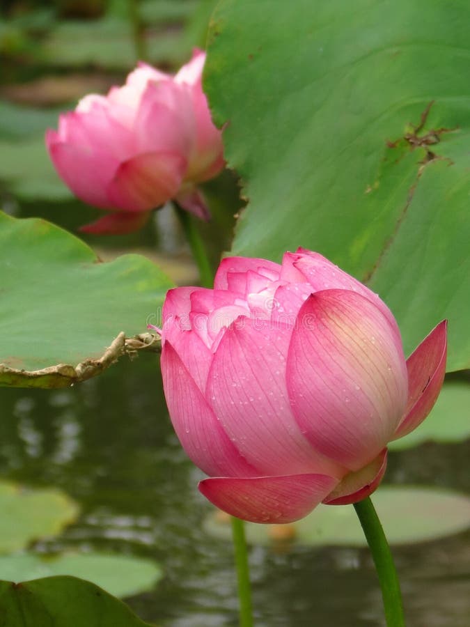 Lotus Flower Picture. Image: 6526535