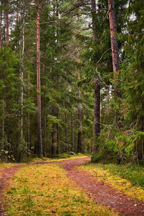 Vertical Shot of Unpaved Pathway between Trees in Green Forest Stock ...