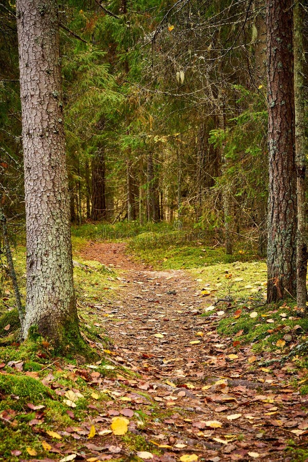 Vertical Shot of Unpaved Pathway between Trees in Green Forest Stock ...