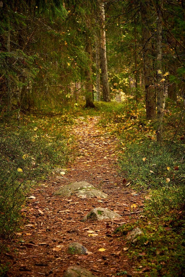 Vertical Shot of Unpaved Pathway between Trees in Green Forest Stock ...