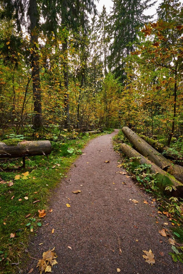 Vertical Shot of Unpaved Pathway between Trees in Green Forest Stock ...