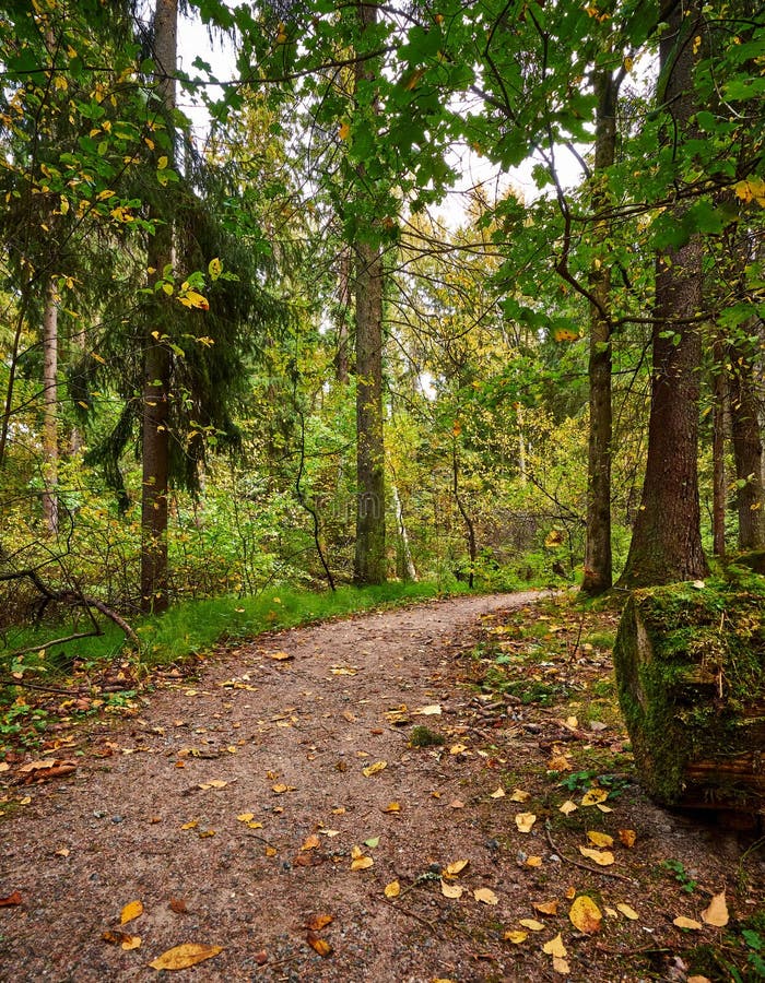 Vertical Shot of Unpaved Pathway between Trees in Green Forest Stock ...