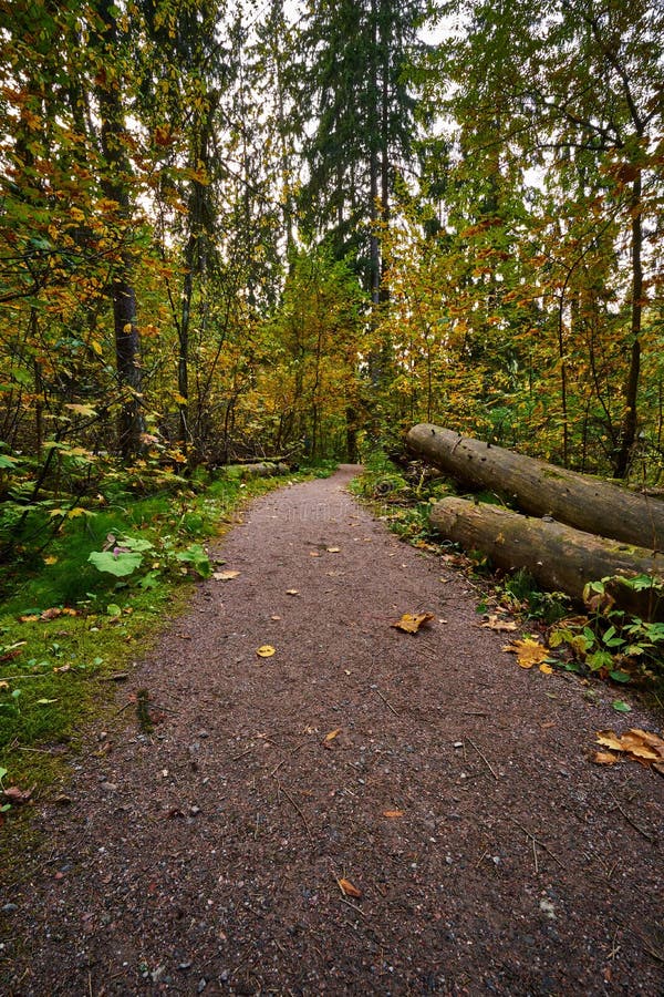 Vertical Shot of Unpaved Pathway between Trees in Green Forest Stock ...