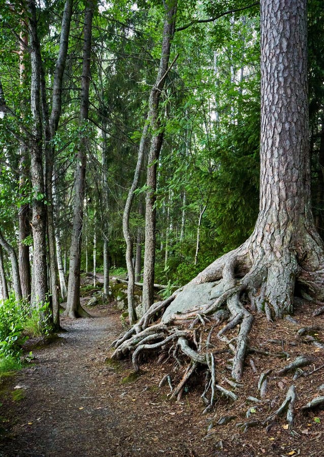 Vertical Shot of Unpaved Pathway between Trees in Green Forest Stock ...