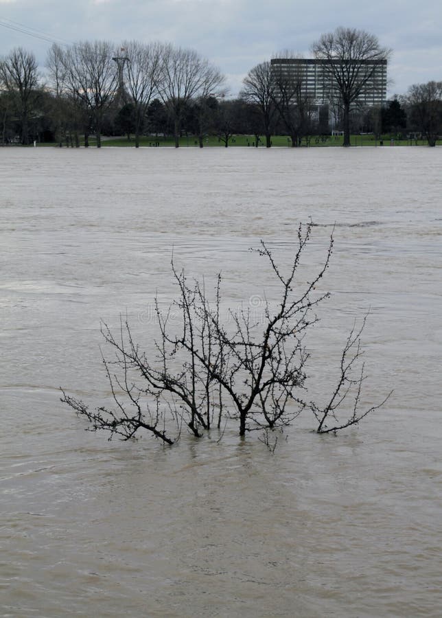 Vertical Shot of the Upper Part of a Tree Sticking Out of the Water As ...
