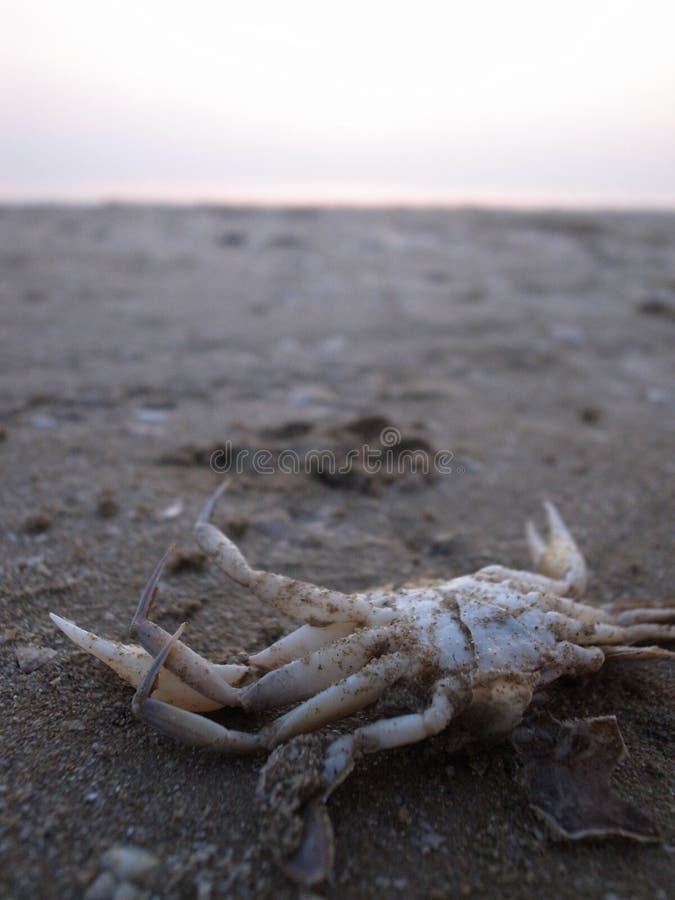 Vertical Shot of an Upside Turned Crab on a Seashore Stock Photo ...