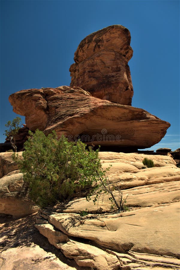 Vertical Shot of Utah Desert Landscapes with Trees and Canyon in the ...