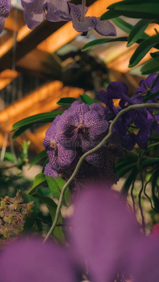 Vertical Shot of Vanda Coerulea (Blue Vanda) Growing in a Garden Stock ...
