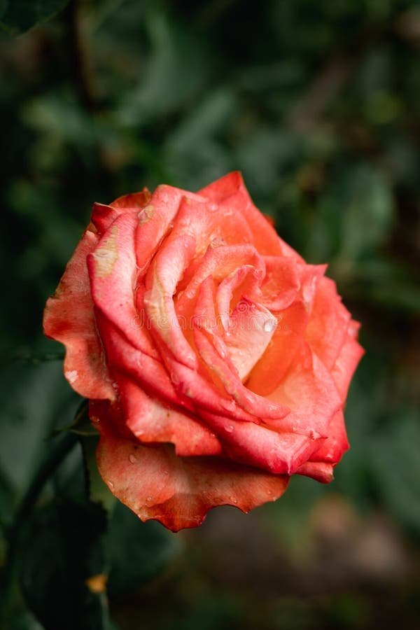 Vertical Shot of a Vibrant Rose Stock Photo - Image of focus, selective ...