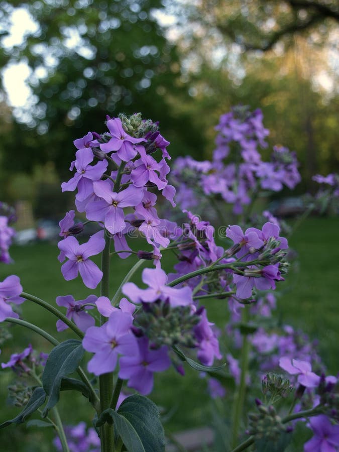 Vertical Shot of Violet Flowers in a Neutral Light Stock Image - Image ...