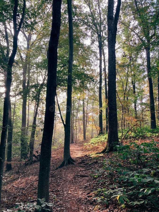 Vertical Shot of Walk Trail between High Trees Stock Photo - Image of ...