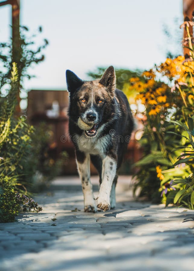 Vertical Shot of a Walking Black and White Siberian Husky Looking at ...
