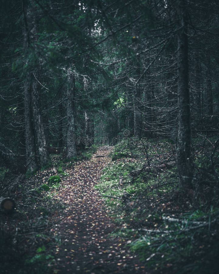 Vertical Shot of a Walking Path in a Moody Forest Stock Photo - Image ...