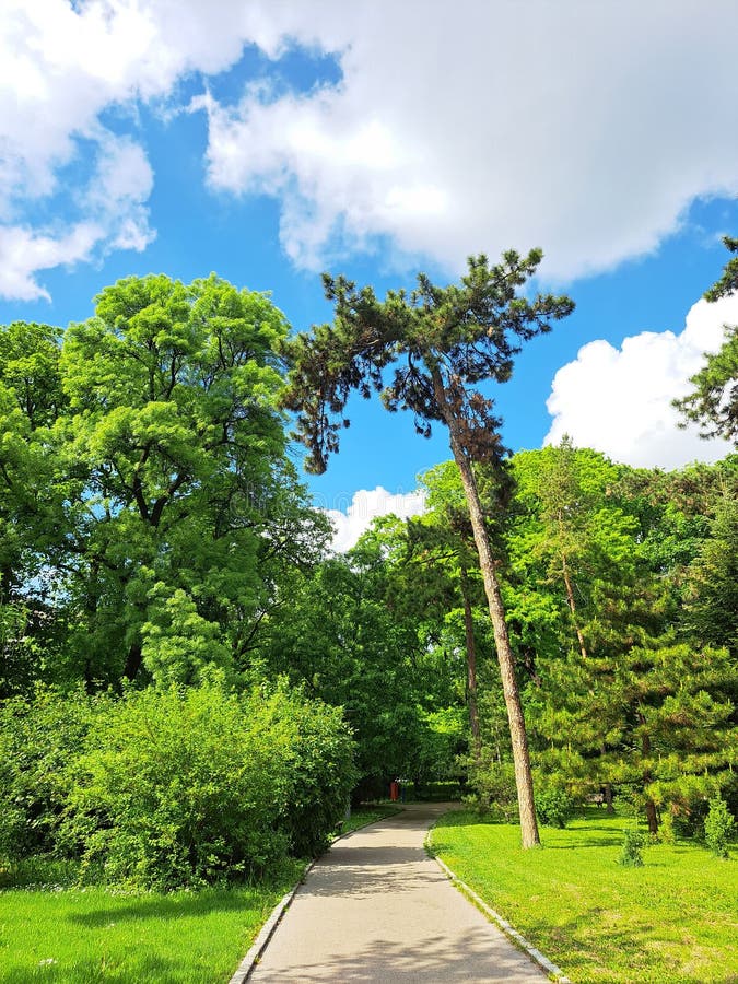 Vertical Shot of a Walking Path in a Park with Green Trees Stock Image ...